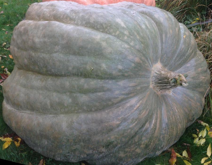 Giant Squash Statistics and Grower Resource
